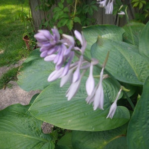BACK IN STOCK 20 Empress Wu Extra Large Hosta Seeds - Etsy Canada