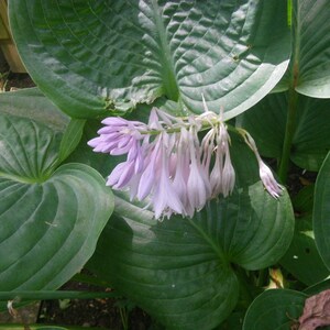 BACK IN STOCK 20 Empress Wu Extra Large Hosta Seeds - Etsy Canada