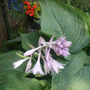 BACK IN STOCK 20 Empress Wu Extra Large Hosta Seeds - Etsy Canada