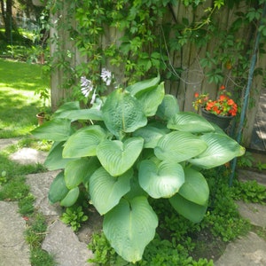 BACK IN STOCK 20 Empress Wu Extra Large Hosta Seeds - Etsy Canada