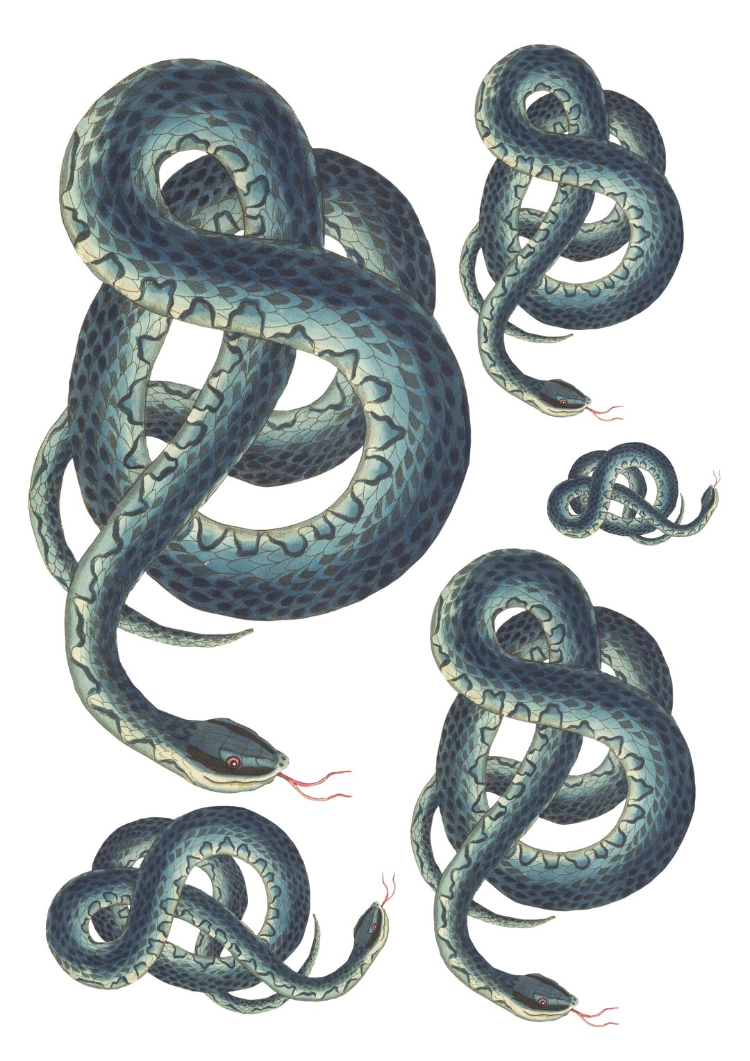 Rice Paper for Decoupage Scrapbook Craft Snake Viper Reptile 3094* - Etsy