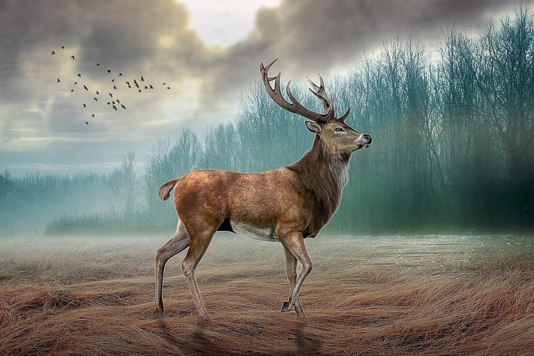 Rice Paper Decoupage Scrapbook and Craft Deer Forest 528* - Etsy