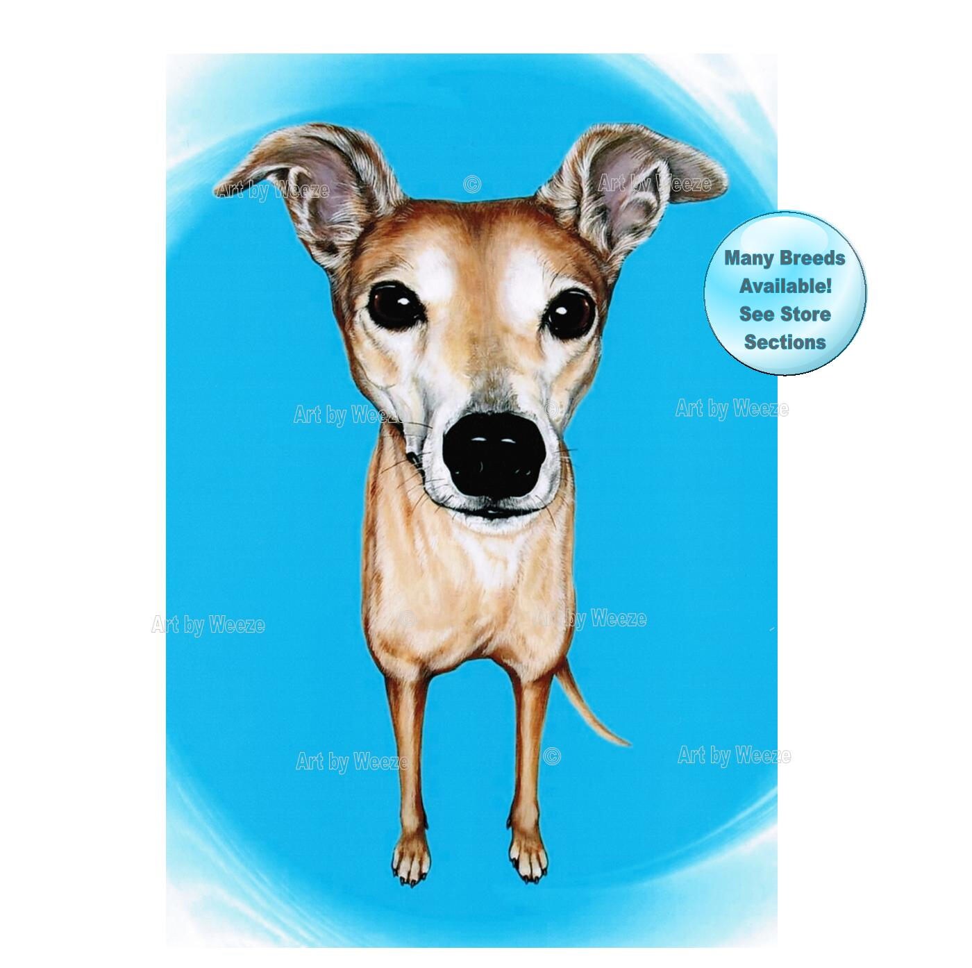Blue Fawn Greyhound