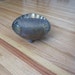 LARGE BRASS SHELL Very Heavy Made in India wildwood - Etsy