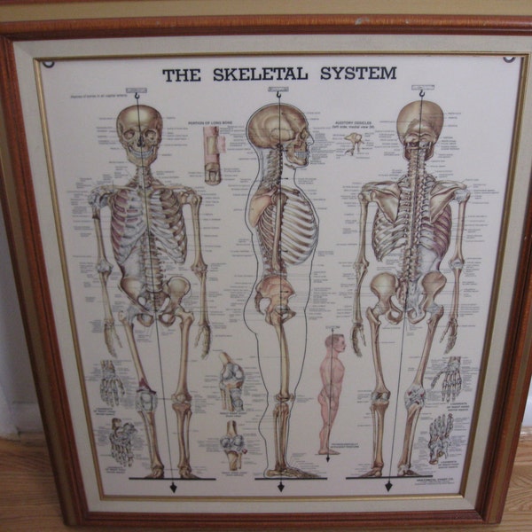 Wall Chart Skeleton - Etsy