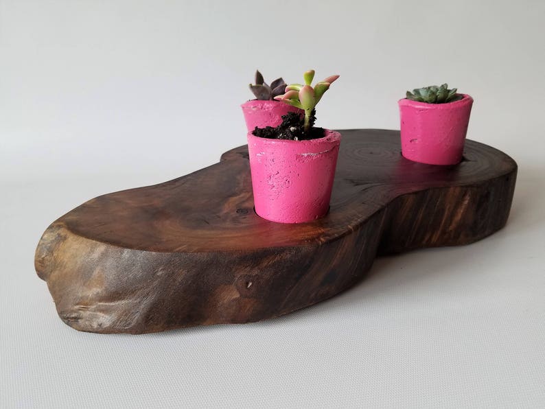 Succulent Planter Live Edge Tree Round Walnut Pink Cacti - Etsy