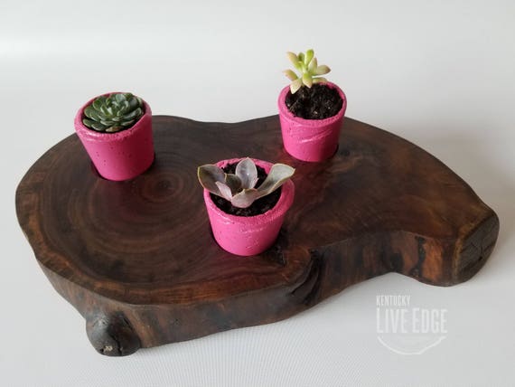 Succulent Planter Live Edge Tree Round Walnut Pink Cacti | Etsy
