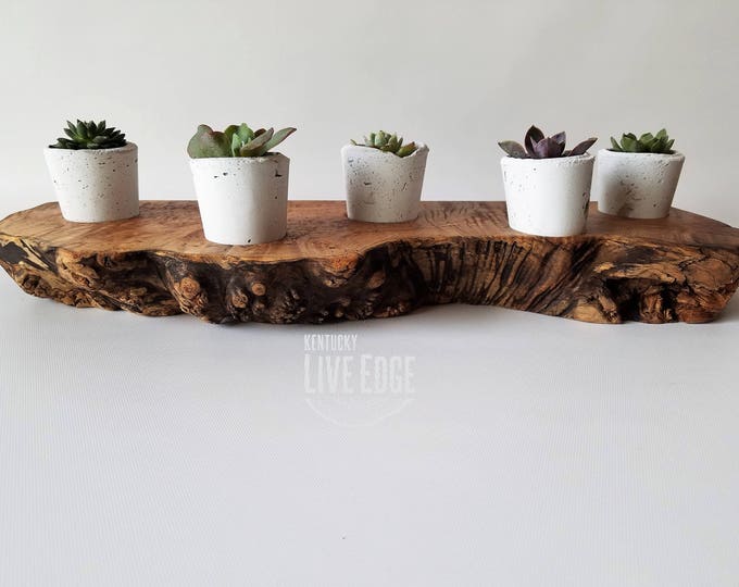 Live Edge Planter Succulent Cacti Cement Pots Planters Mini Planter ...