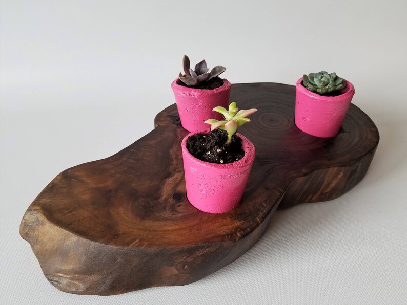 Succulent Planter Live Edge Tree Round Walnut Pink Cacti - Etsy