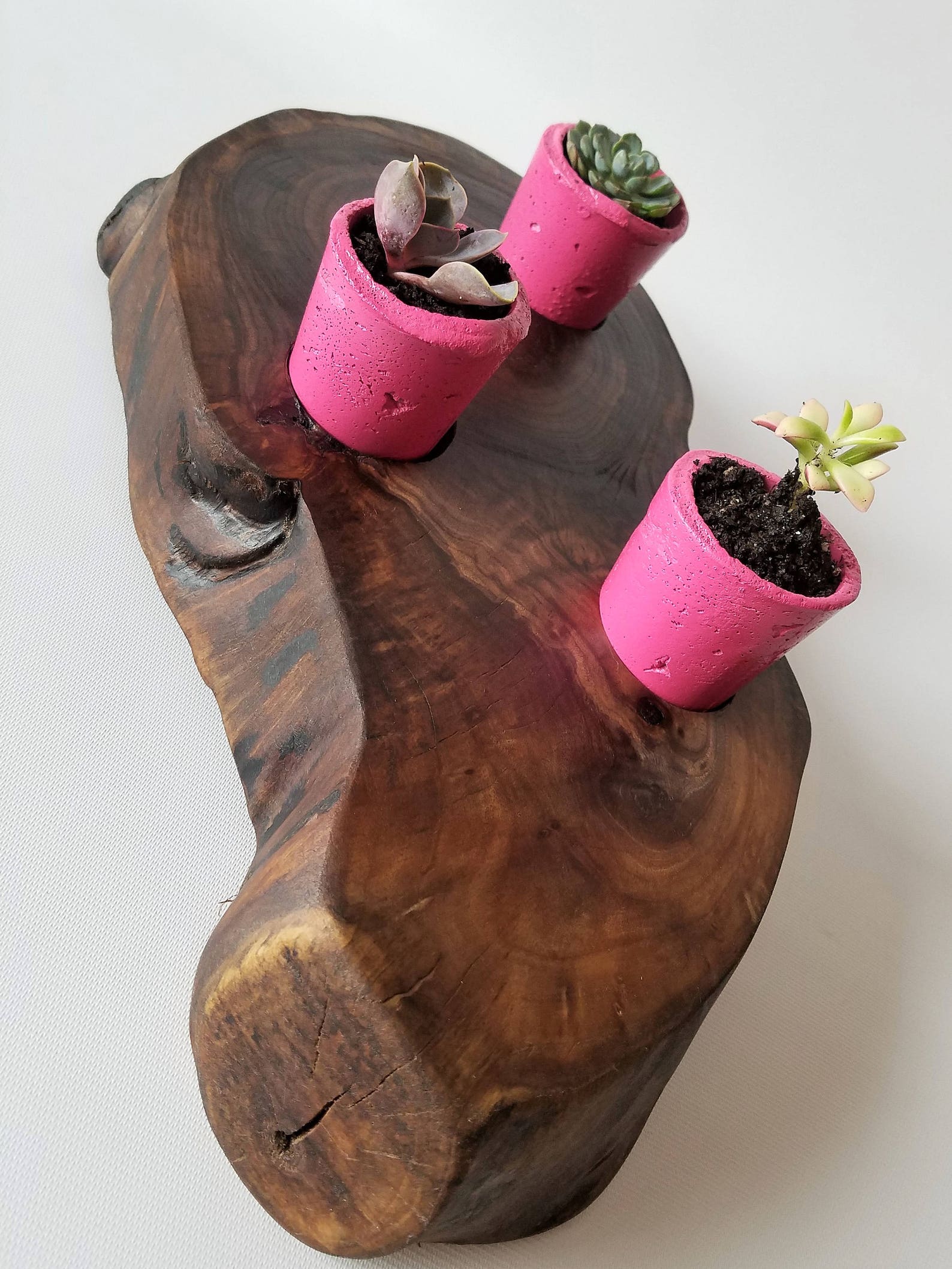 Succulent Planter Live Edge Tree Round Walnut Pink Cacti - Etsy