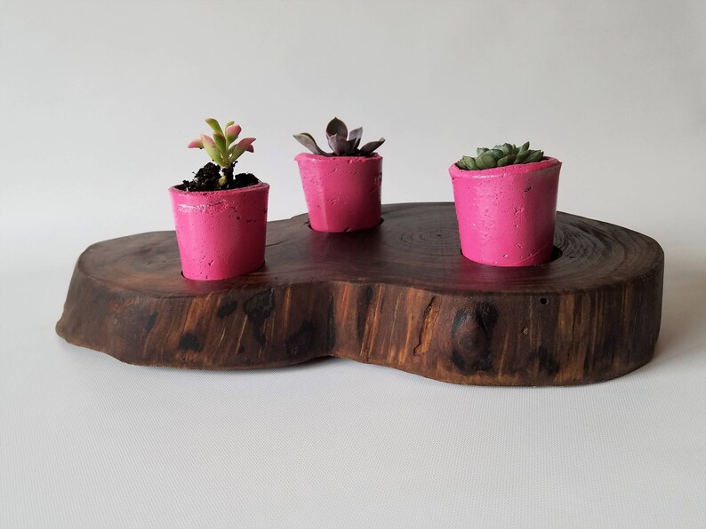 Succulent Planter Live Edge Tree Round Walnut Pink Cacti - Etsy