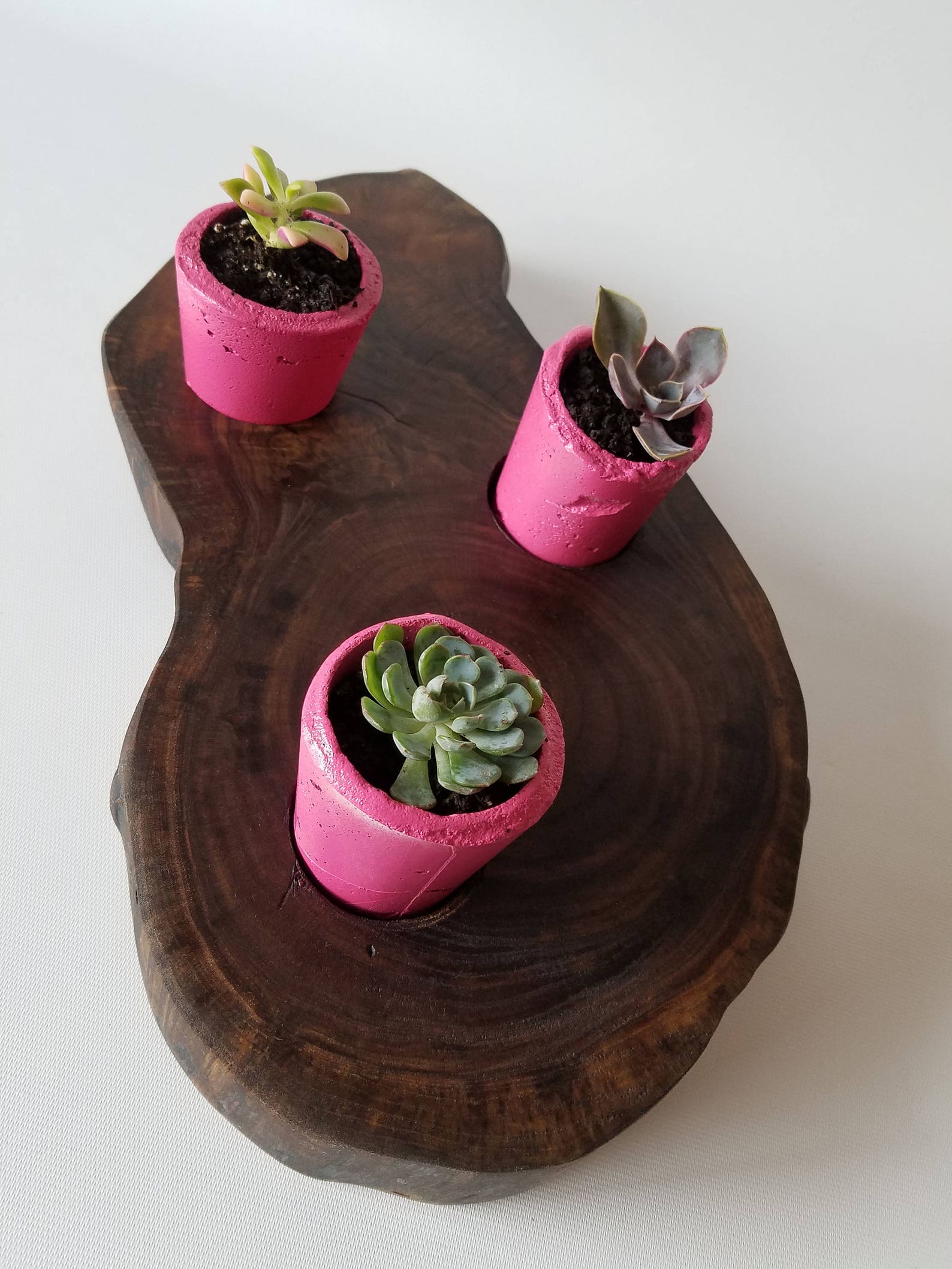Succulent Planter Live Edge Tree Round Walnut Pink Cacti | Etsy