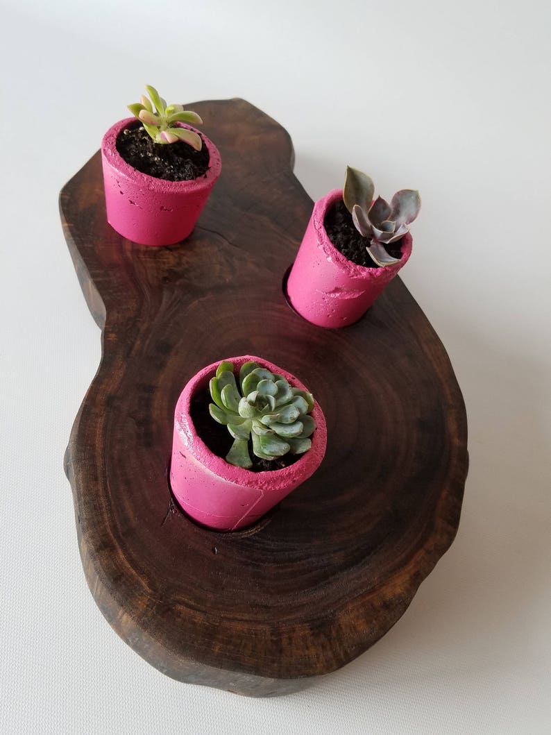 Succulent Planter Live Edge Tree Round Walnut Pink Cacti | Etsy