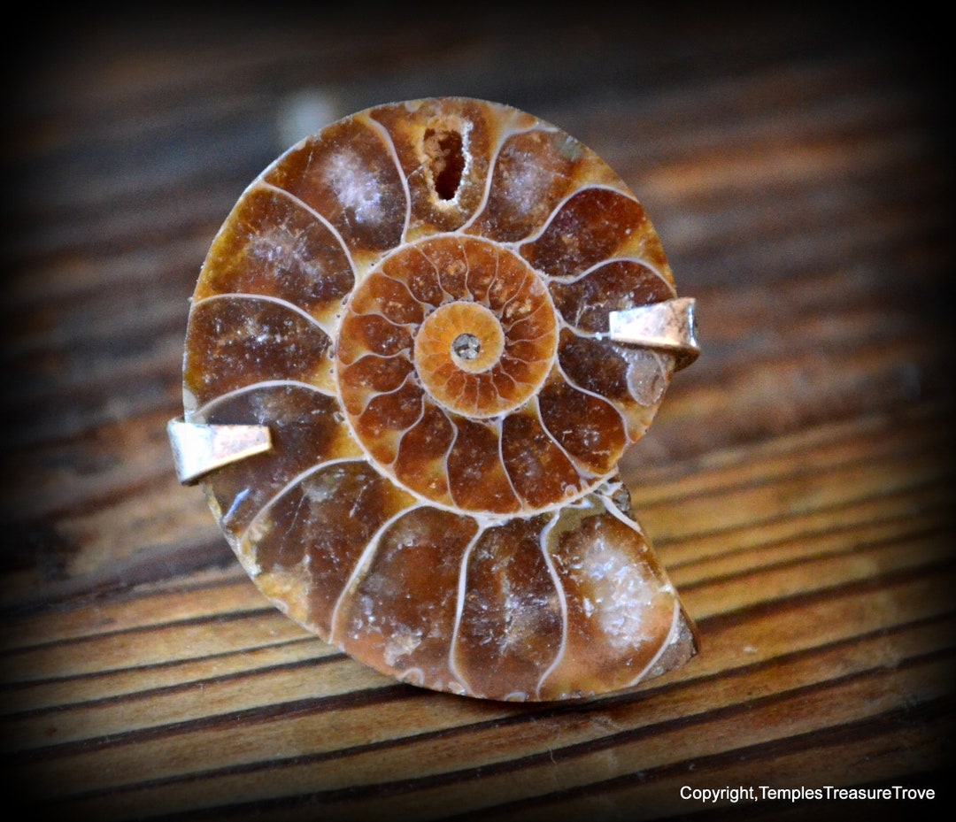 Ammonite and Sterling Ring Size 6 Fibonacci Spiral Ring Fossilized ...