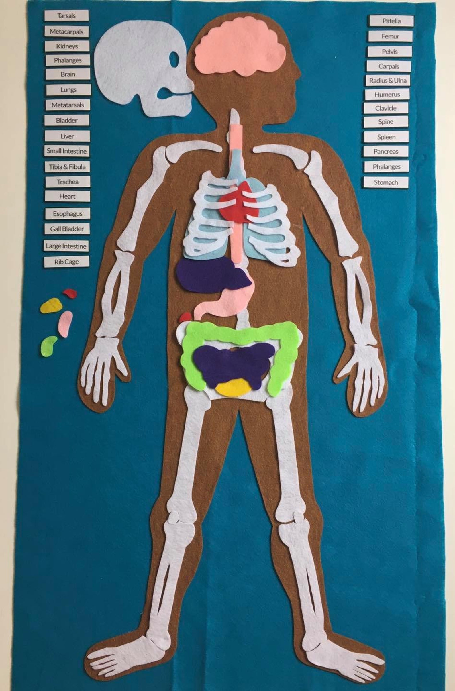 Human Body Felt Wall // Montessori Learning // Kids Ages 3, 4, 5, 6, 7 ...