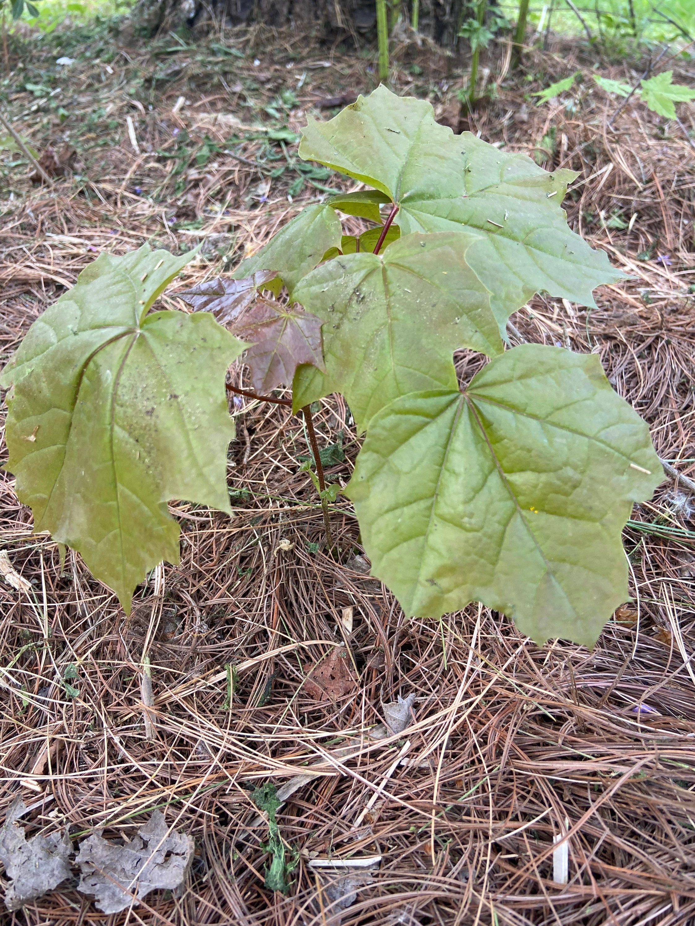 One Red Maple Tree. Seedling 1-2 yrs old. 8-14 inches tall. | Etsy