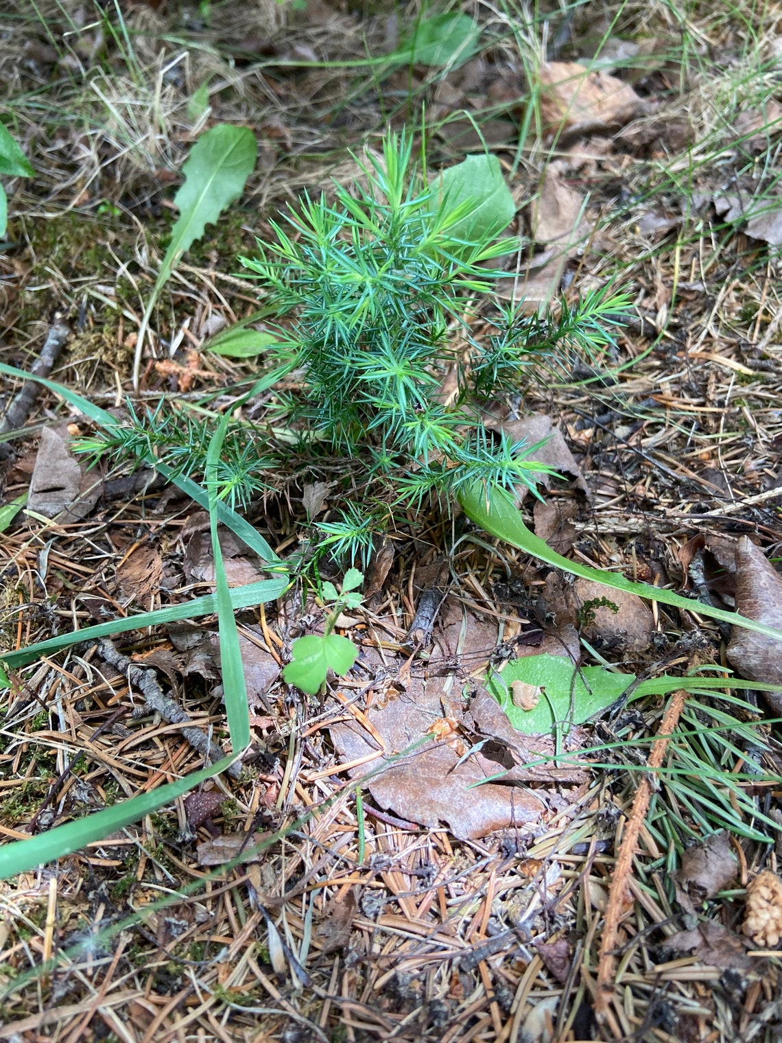 Bogo Baby Eastern Red Cedar Tree. so Cute Ready to Plant. - Etsy