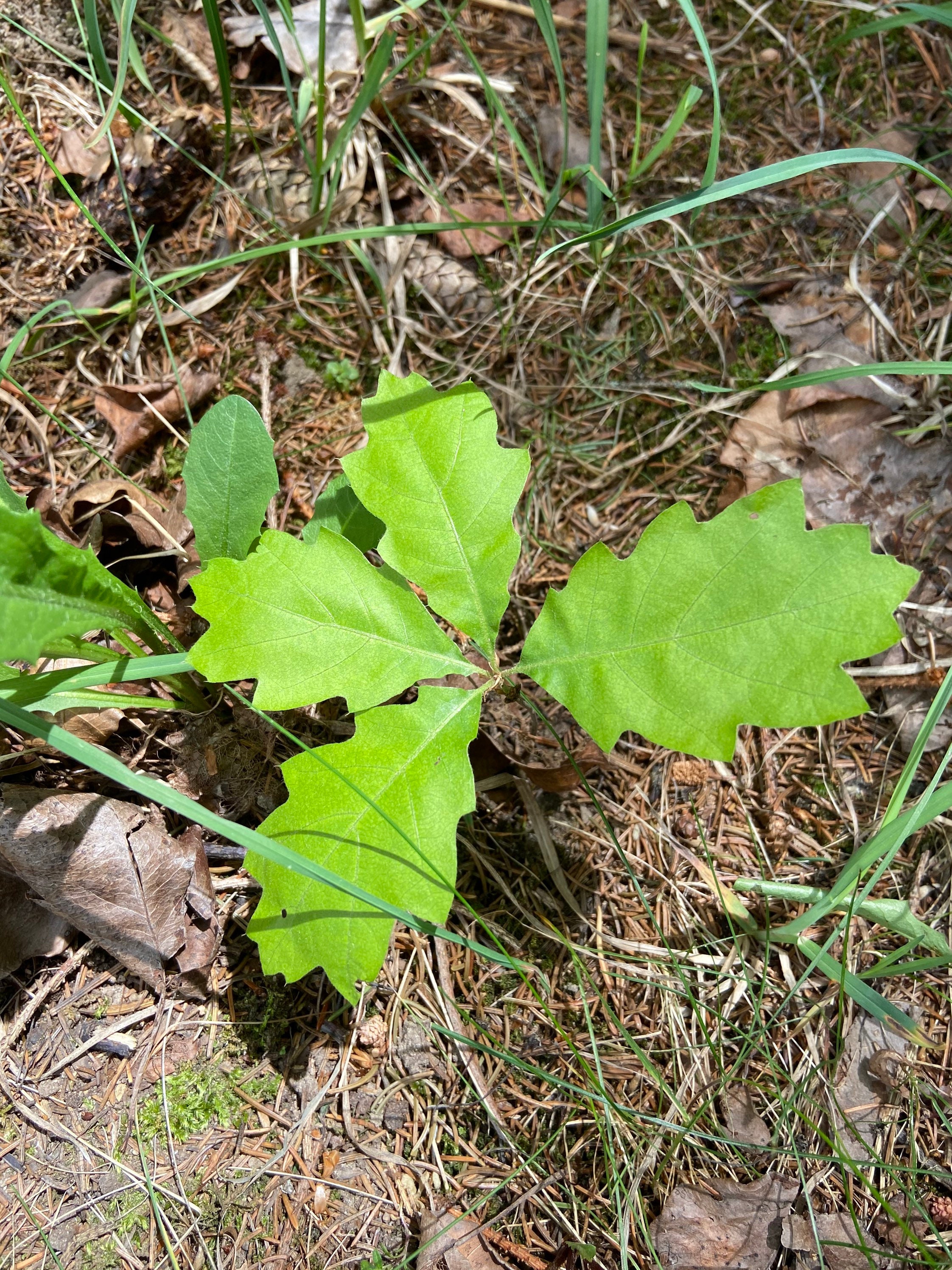 Oak Tree Seedlings