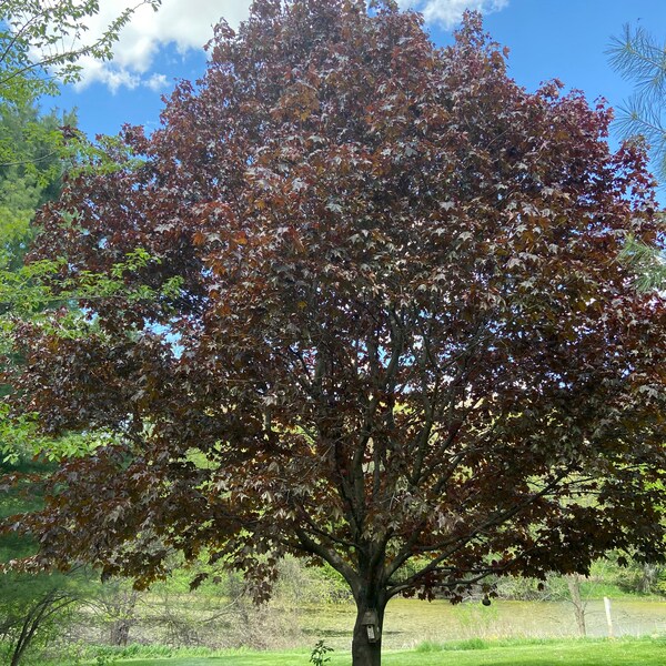 Maple Tree Seeds - Etsy