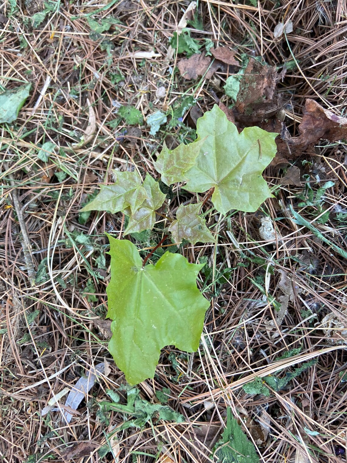 One Red Maple Tree. Seedling 1-2 yrs old. 8-14 inches tall. | Etsy
