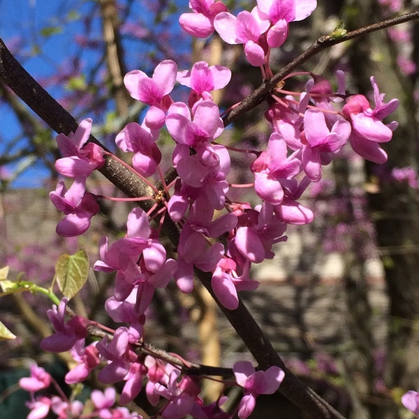 Eastern Redbud - Etsy
