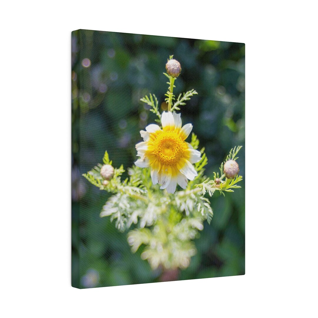 Daisy Nature Photography Print, Sacred Geometry, Forest Art Print ...
