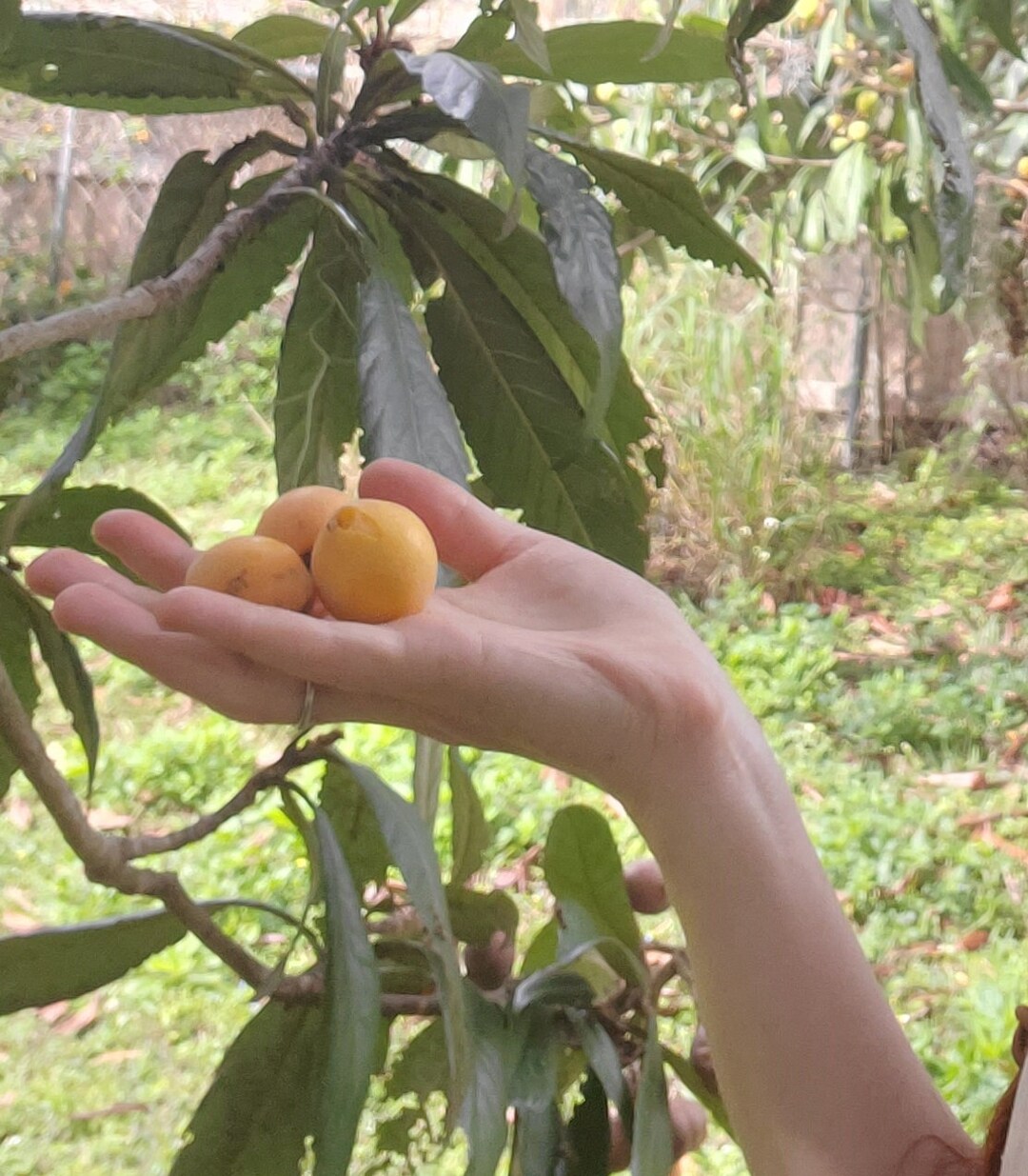 10 LOQUAT Fruit Tree Seeds eriobotrya Japonica Japanese Plum - Etsy