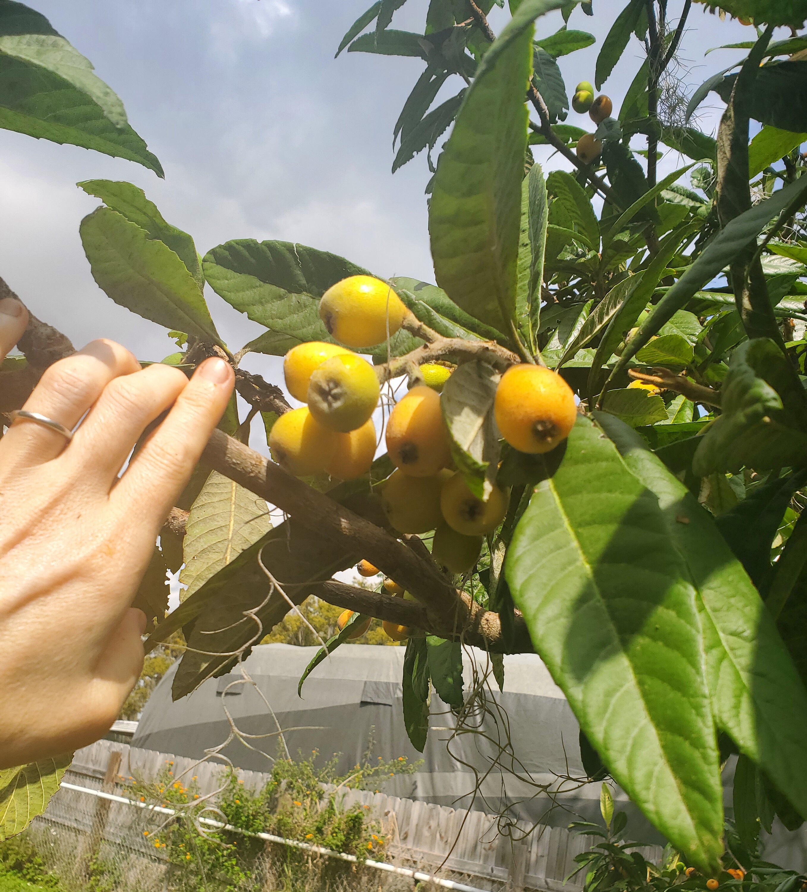10 LOQUAT Fruit Tree Seeds eriobotrya Japonica Japanese Plum - Etsy