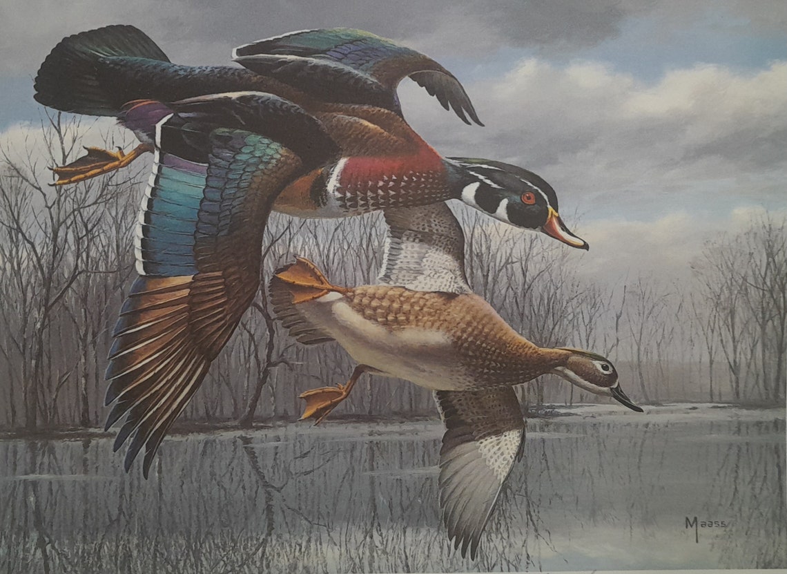 Wood Ducks by David Maass 1984 Texas Duck Stamp Print Artist Signed ...