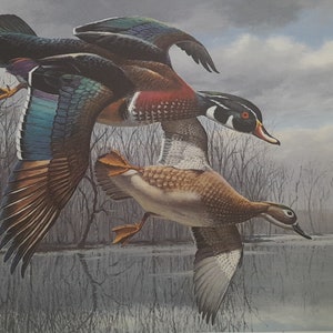 Wood Ducks by David Maass 1984 Texas Duck Stamp Print Artist Signed ...