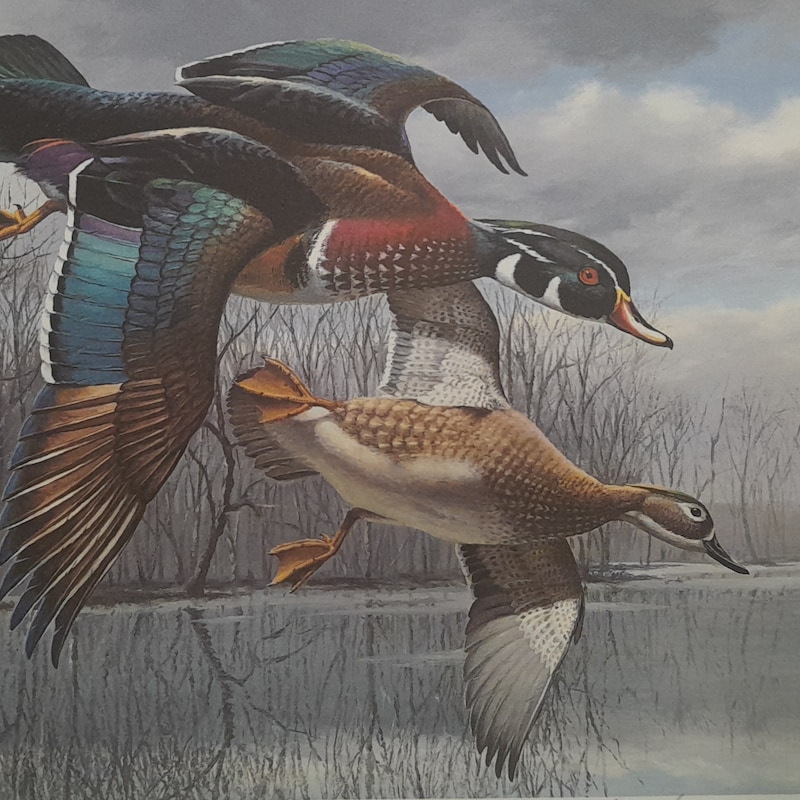 Duck Stamp Frame - Etsy