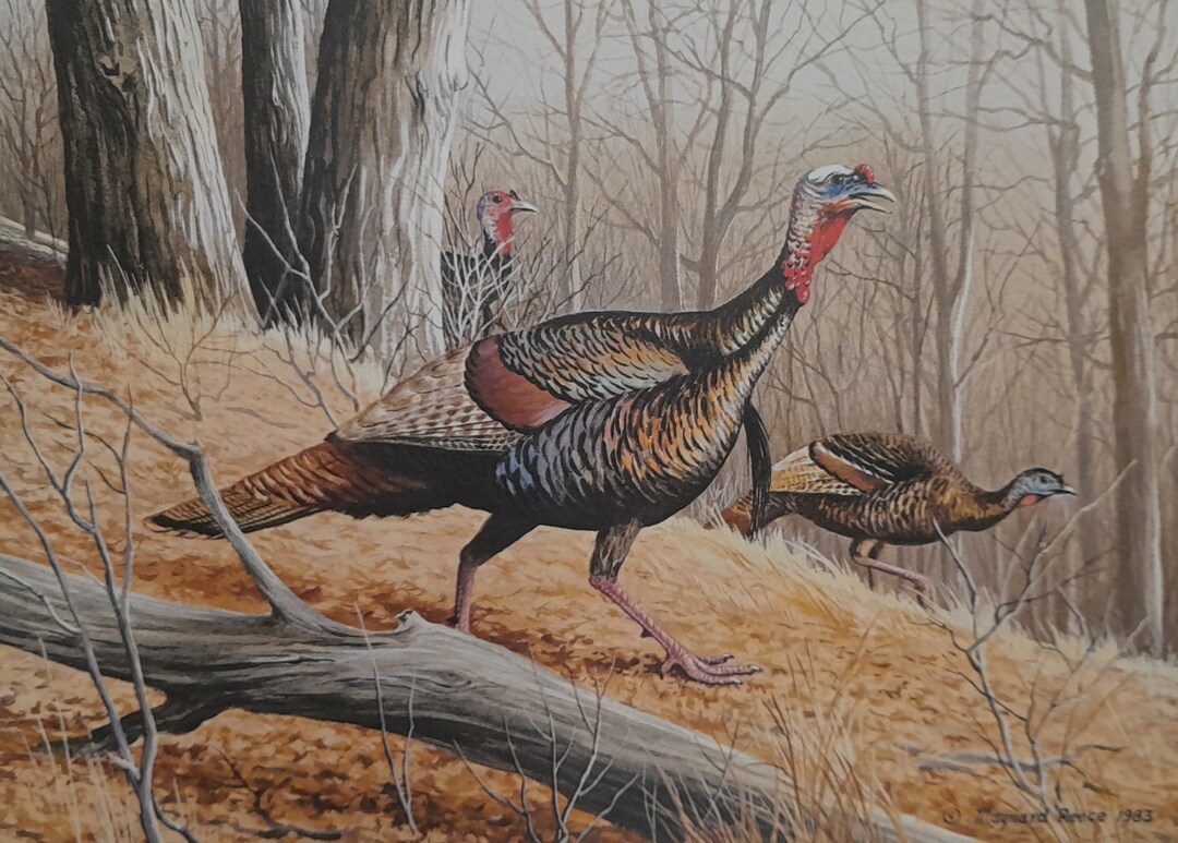 Wooded Seclusion - Turkeys by Maynard Reece - Wild Turkey Stamp Print ...