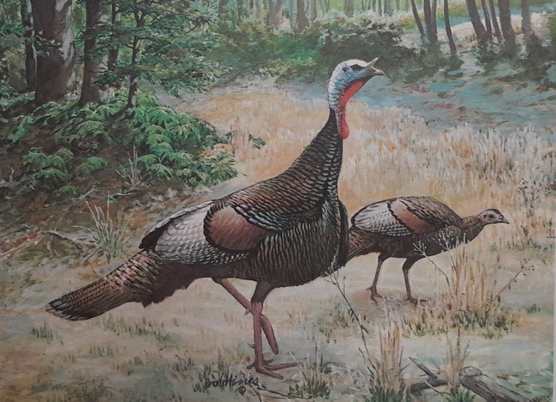 Shenandoah Pride by Bob Hines - First Virginia Wild Turkey Stamp Print ...