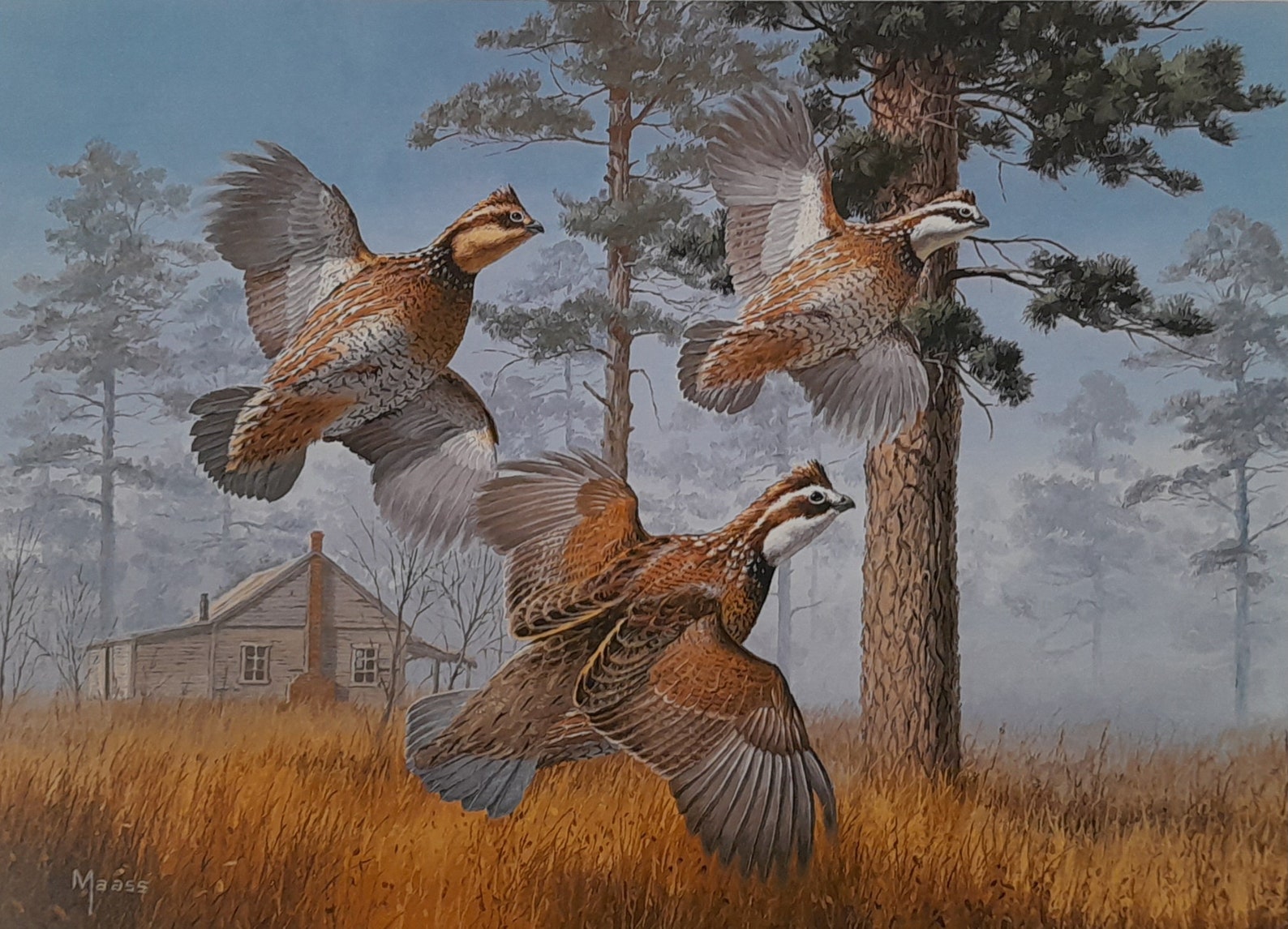 Bobwhite Quail by David Maass - International Quail Foundation - 1982 ...