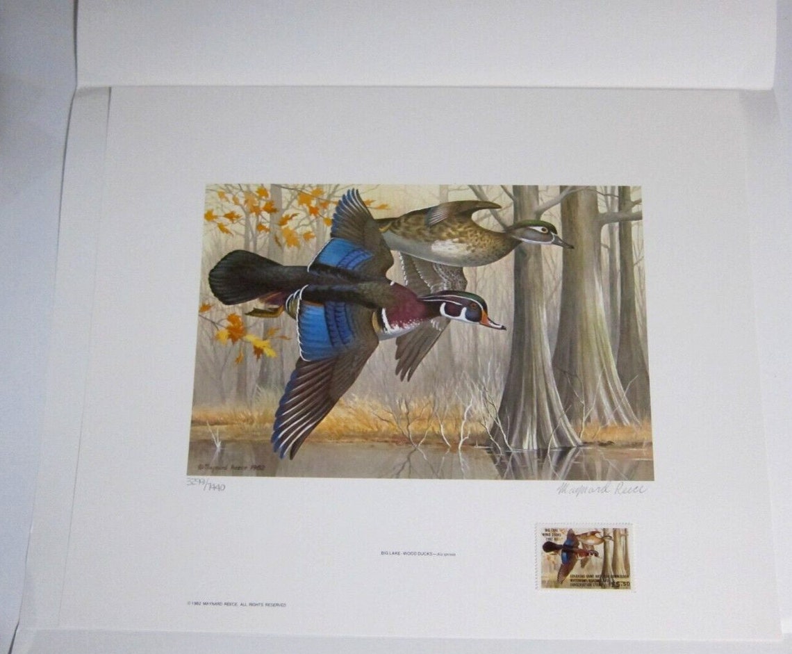Big Lake - Wood Ducks by Maynard Reece 1982-1983 Arkansas Migratory ...