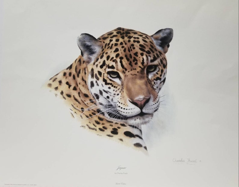 Jaguar Signed Art Print by Charles Frace - Etsy