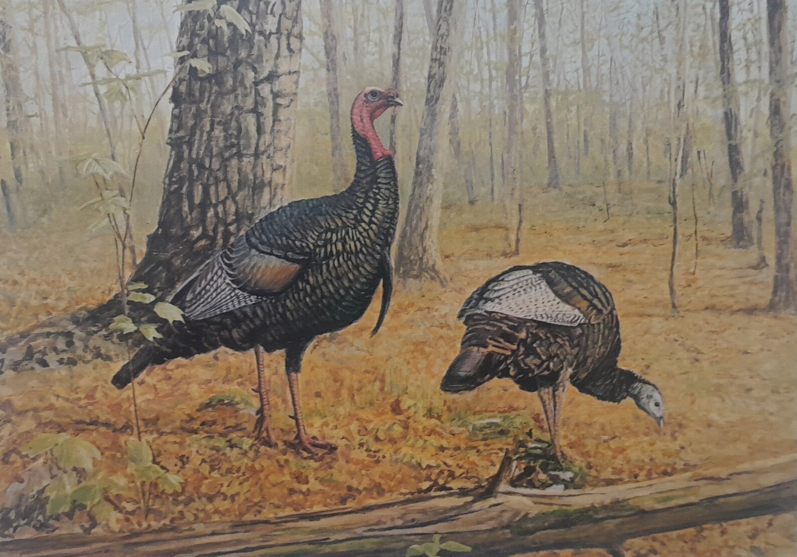 Spring Fever by Peter Corbin - First New York Wild Turkey Stamp Print ...