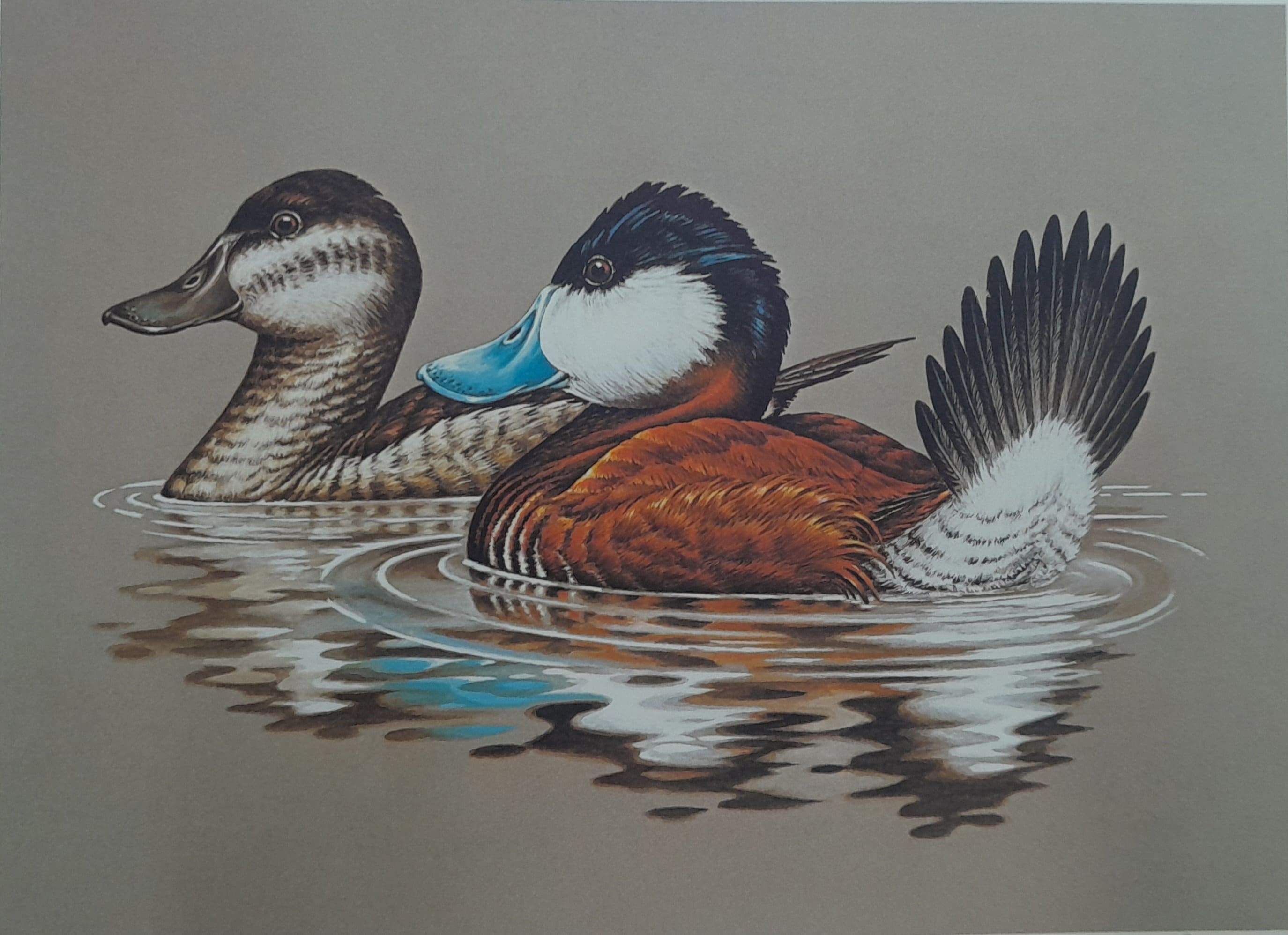 Ruddy Ducks by John S. Wilson - 1981-82 Federal Duck Stamp Print Artist ...