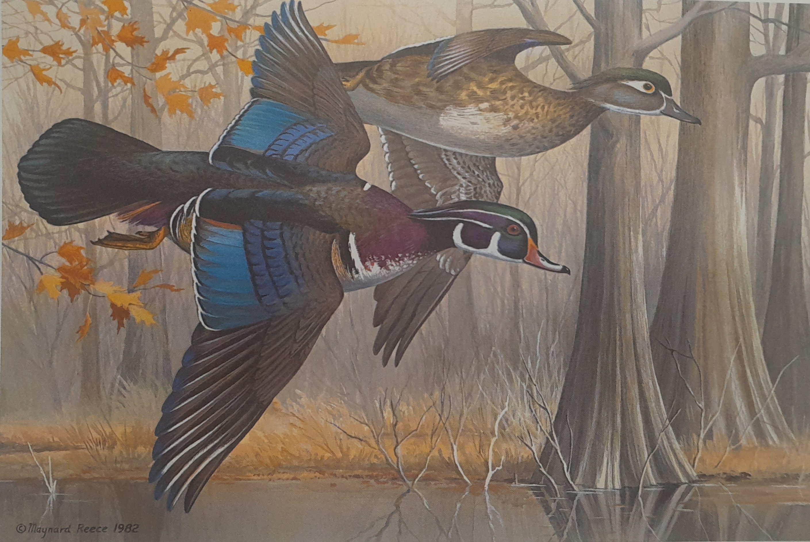 Big Lake - Wood Ducks by Maynard Reece 1982-1983 Arkansas Migratory ...
