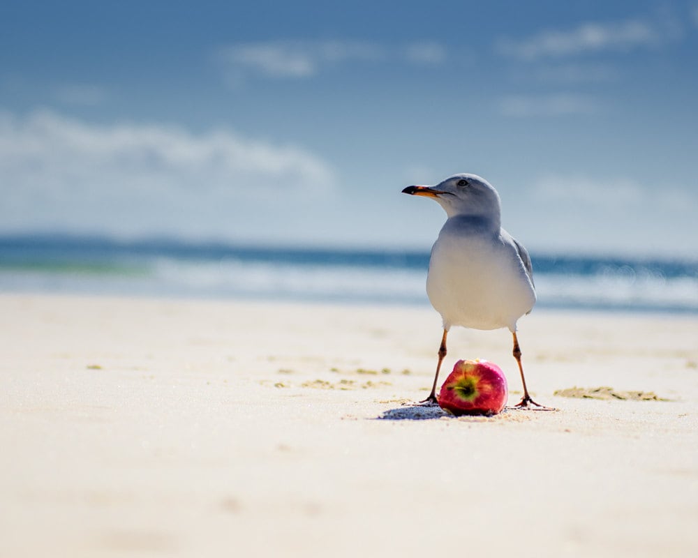 Bird Photography, Seagull, Beach Photo, Sea Gull, Seagull and Red Apple ...