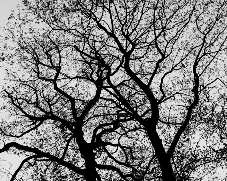 Nature Abstract Photography, Tree Branches Black and White Photo Print ...