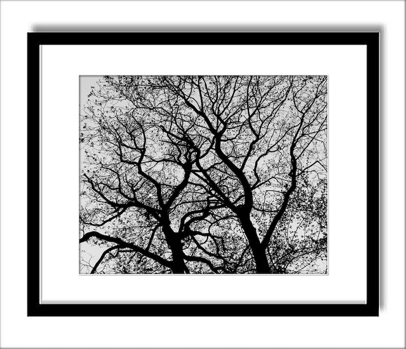 Nature Abstract Photography, Tree Branches Black and White Photo Print ...