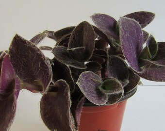 Fuzzy Tradescantia - Etsy