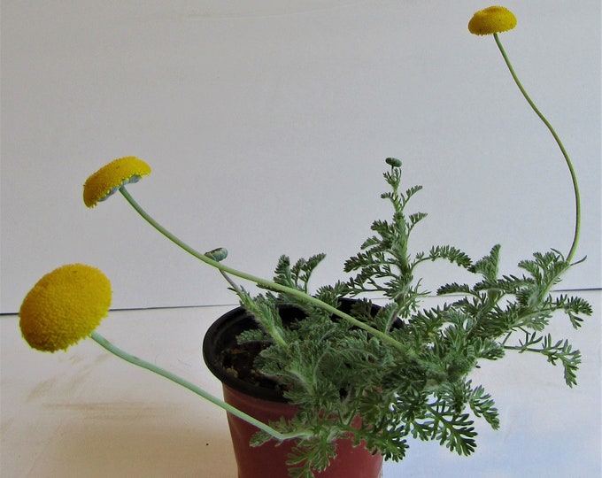 Groundcover Creeping Gold Buttons, Cotula, Alpine-rock Gardens ...