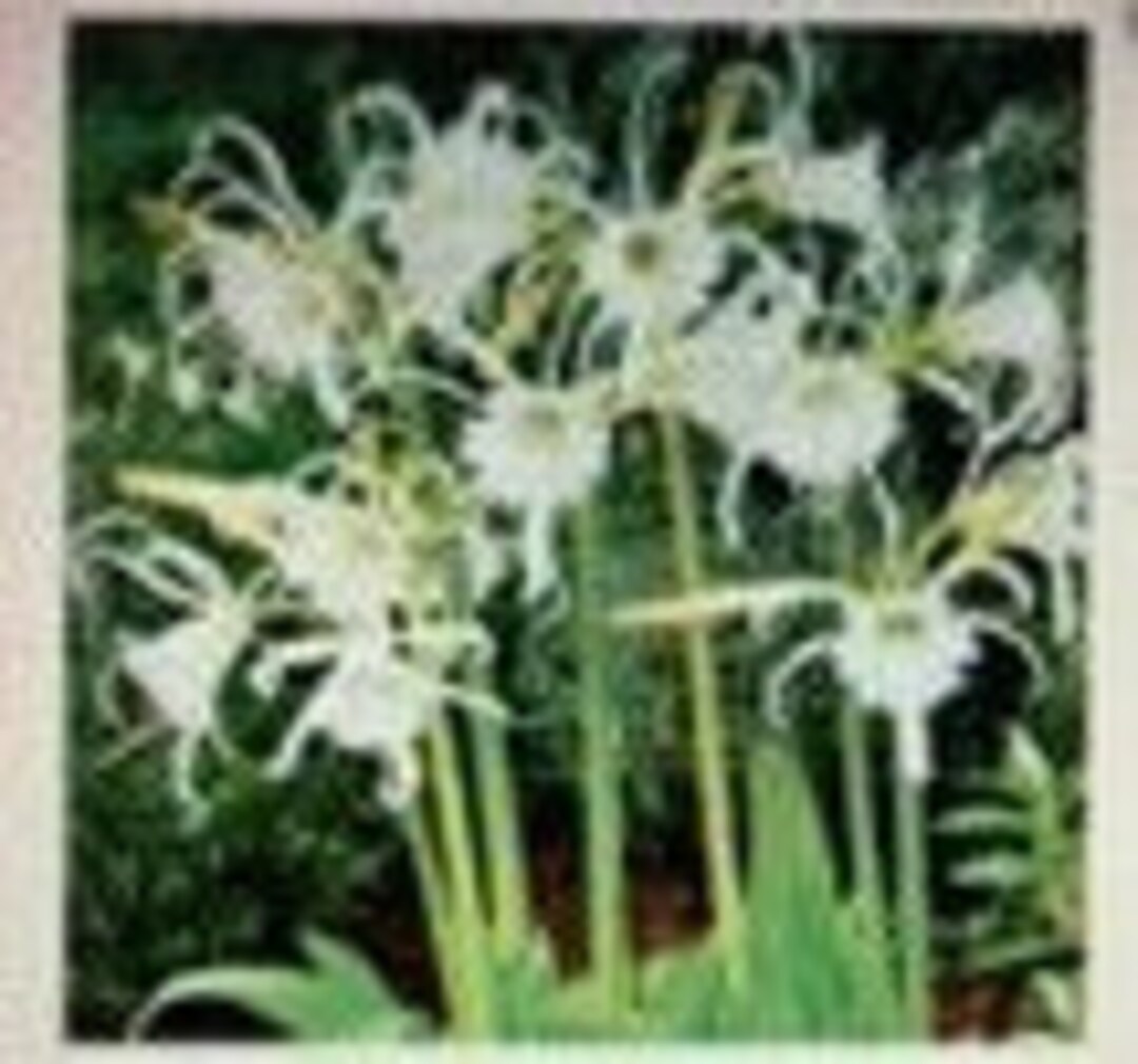 White Peruvian Daffodil-lily Bulbs, Homegrown, Set of 3 - Etsy