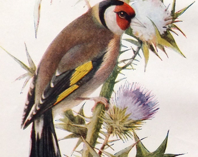 Goldfinch, Finch Print, Antique Bird Illustration, Art, Paper Goods ...