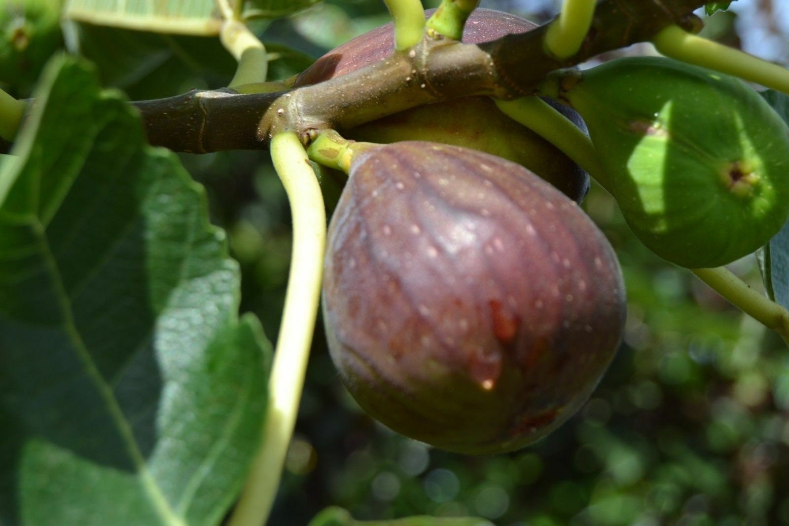 3 CUTTINGS &S; Fig Tree ,C Type, Holy Land US $4.10 fepefi.com.br