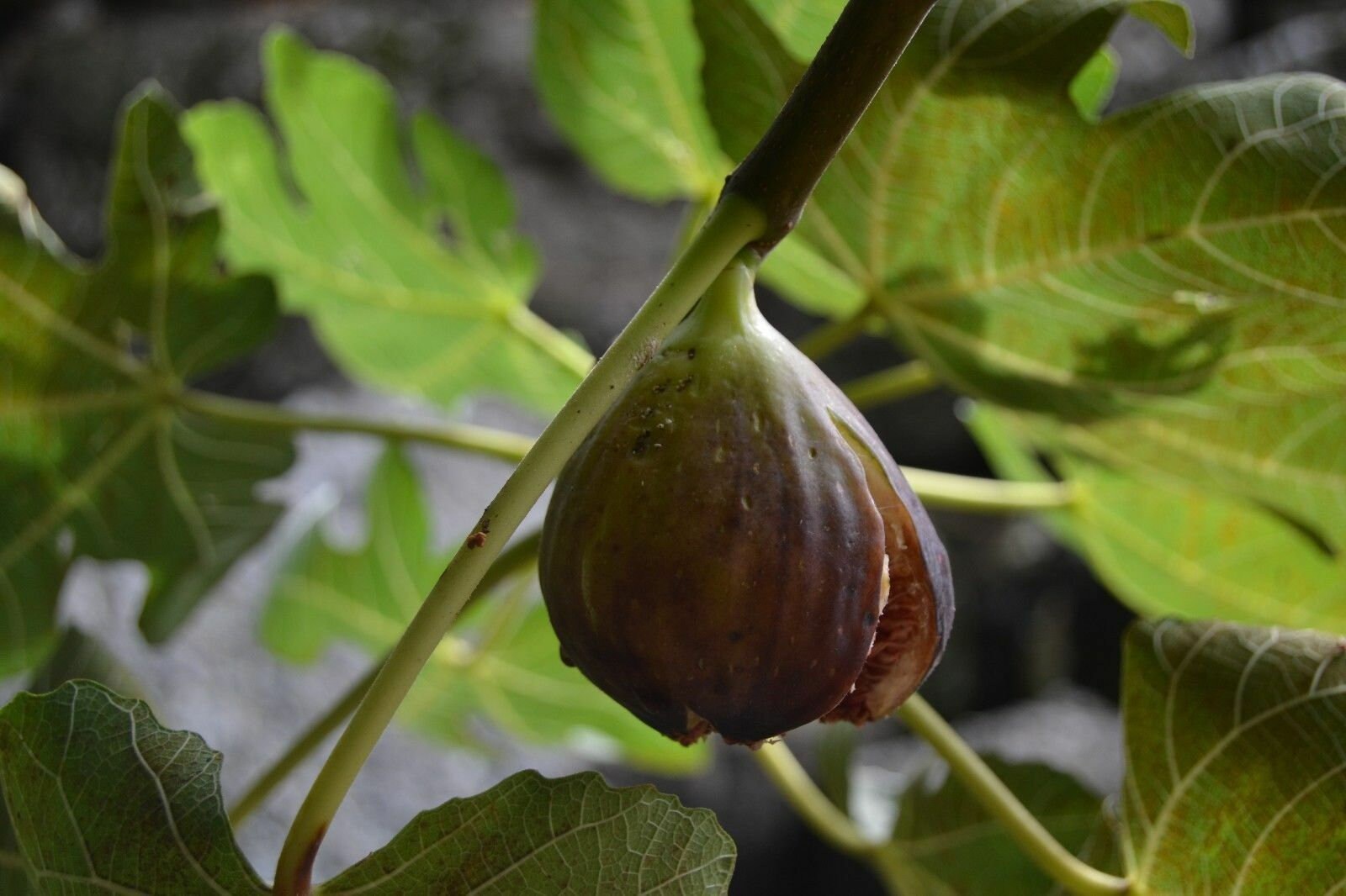 3 CUTTINGS &S; Fig Tree ,C Type, Holy Land US $4.10 fepefi.com.br