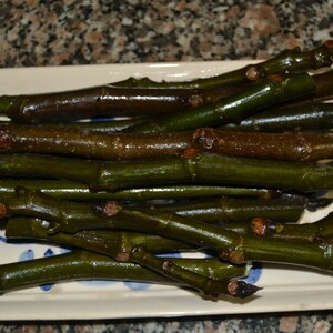 5 CUTTINGS shohami Fig Tree common Type Holy - Etsy Australia