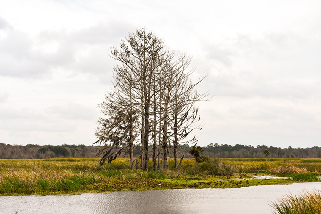 Trees Sweetwater Preserve, UF, Gainesville, Florida Wall Photo Art ...